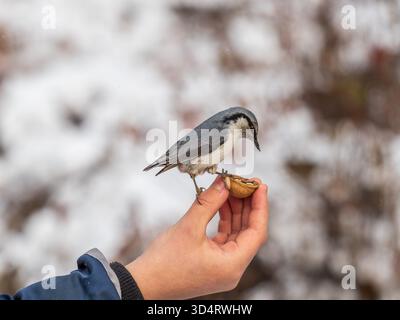 The Eurasian nuthatch eats seeds from a man's hand. Hungry bird wood ...