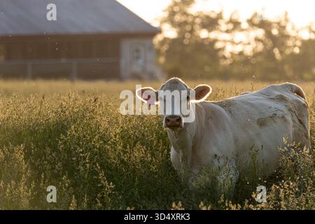 Dairy cow stands in warm sunlight. Dairy cattle support milk production ...