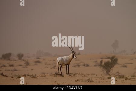 Arabian Oryx standing in a desert farm in the Oman desert Stock Photo ...