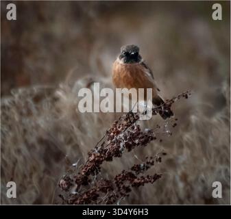 small birds photographed in my garden in the middle of winter like ...