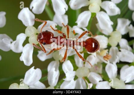 Myrmica rubra, European Fire Ant Stock Photo - Alamy