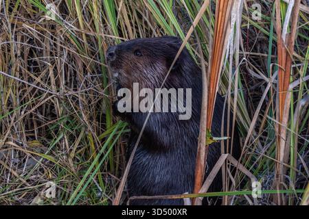 Large Male Beaver In The Long Grass Stock Photo - Alamy