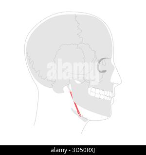 Stylohyoid - Human suprahyoid muscle shown in labeled anatomy diagram ...