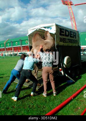 camel animal with humps, working animal suited to the desert camel, an ...