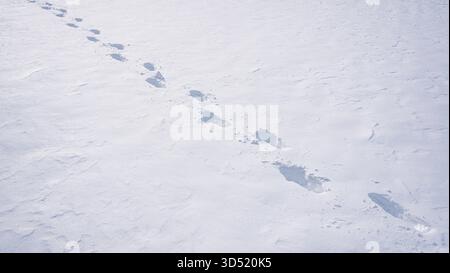 Step along frozen pathway. Step impressions in winter snow. Footstep on ...