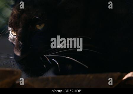 Kathmandu, Nepal. 14th Nov, 2025. A rescued black panther from Ilam ...