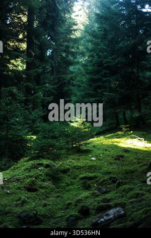 Sunlit Spruce Tree Forest Stock Photo - Alamy