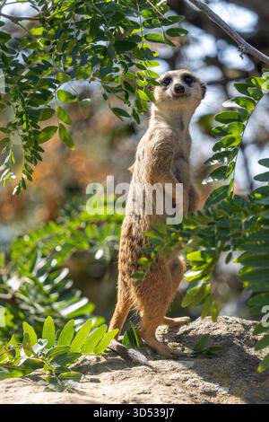 A closeup of a cute furry Meerkat outdoors with blurred background ...