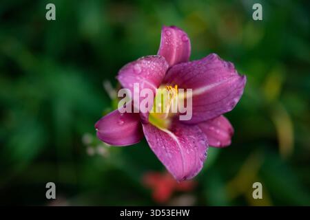 Spring growing flowers and nature that comes alive Stock Photo - Alamy