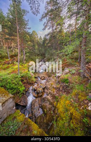 Pine Forest, Laguna Negra y Circos Glaciares de Urbion Natural Park ...