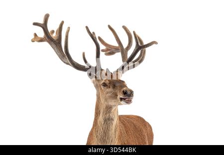 Closeup shot of a large red deer stag with antlers with blurred trees ...