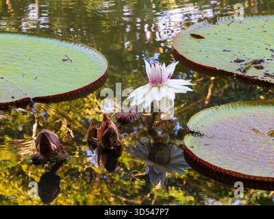 Victoria amazonica in Victoria Regia Reserva Natural Park near Leticia ...