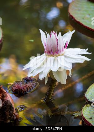 Victoria amazonica in Victoria Regia Reserva Natural Park near Leticia ...
