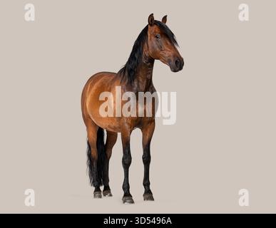 Bay stallion standing, showing strength and beauty of equus Stock Photo ...