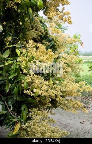 close up of a flowering agriculture mango grove Stock Photo - Alamy