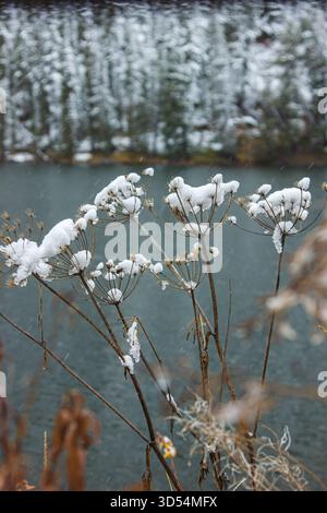 Dry grass covered with first frost in the morning Stock Photo - Alamy