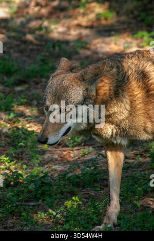 A red wolf (Canis rufus), an endangered species, photographed in its ...