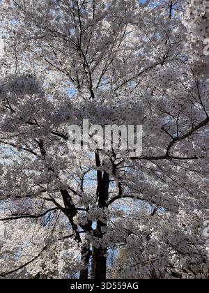 Blooming Cherry Blossoms Dancing in the Gentle Spring Breeze Under a ...