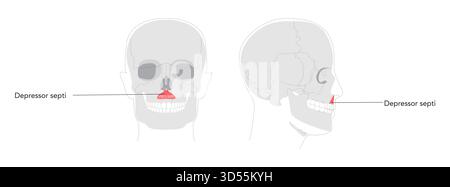 Depressor septi - Nasal muscle lowering nasal septum and opening ...