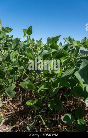 Agricultural soy plantation on sunset - Green growing soybeans plant ...