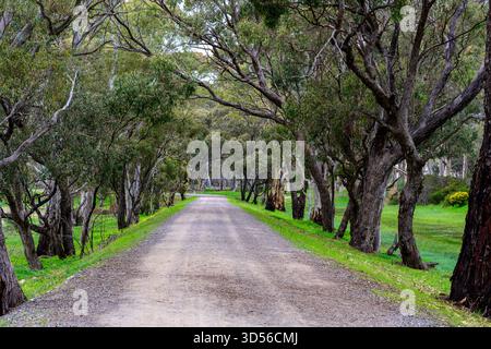 Daytime woodland and bushland scenery in Happy Valley Reserve, Adelaide ...