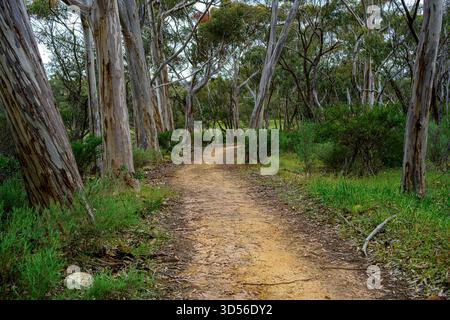 Daytime woodland and bushland scenery in Happy Valley Reserve, Adelaide ...