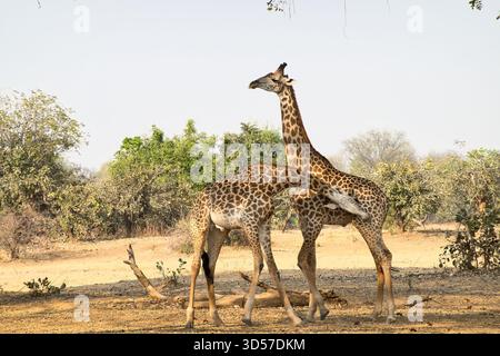 A galloping Giraffe - Giraffa Camelopardalis- on the plains of Etosha ...