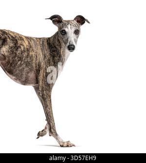 Side-view portrait of a graceful hound dog Stock Photo - Alamy