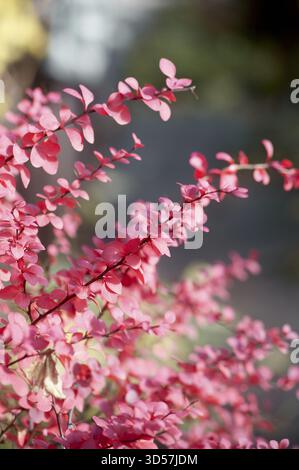 Bush of barberry in the spring with fresh green leaves and small yellow ...