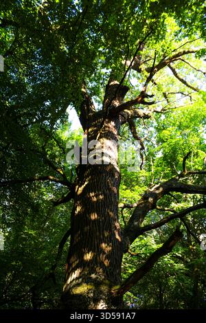 Looking up at a lush green oak tree canopy with dark gnarled branches ...
