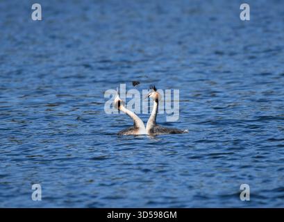 Great Crested Grebe Pair Performing Mating Dance On The Lake Stock ...