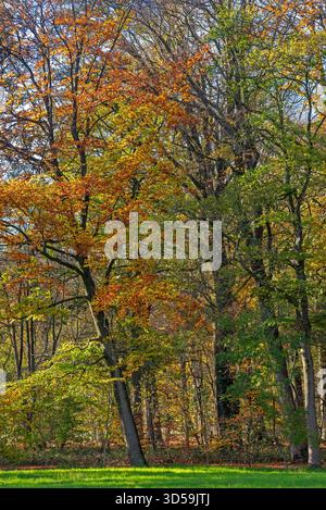 European beech forest, common beeches (Fagus sylvatica) in autumn, with ...