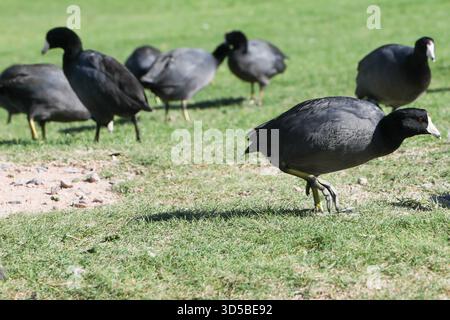 American Coots at Fountain Park in Fountain Hills Stock Photo - Alamy