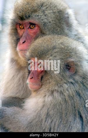 Japanese macaque or snow japanese monkey, mom and baby hungry (Macaca ...