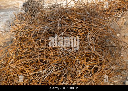 rusted rebar iron close up view on an abandoned construction site Stock ...