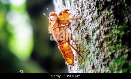 The cicadas (Tonggeret, Tonggeret, garengpung, kinjeng tangis, tree ...