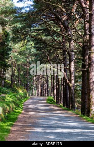 Pine Trees Road in Glendalough, County Wicklow, Ireland Stock Photo - Alamy