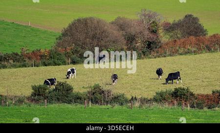 The cows grazing on the grassy hills in the countryside Stock Photo - Alamy
