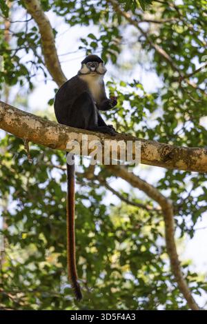 Red-tailed monkeys or Congo white-nosed monkeys (Cercopithecus ascanius ...