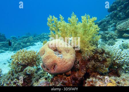 Colorful, picturesque coral reef at the sandy bottom of tropical sea ...