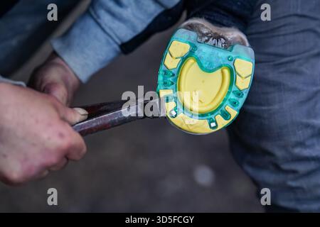 Man farrier installing plastic horseshoe to hoof. Closeup up detail to ...
