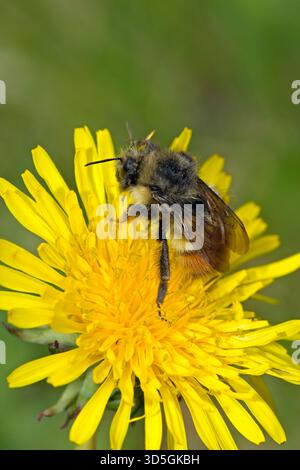 Bumblebee feeding nectar on dandelion flower, closeup Stock Photo - Alamy