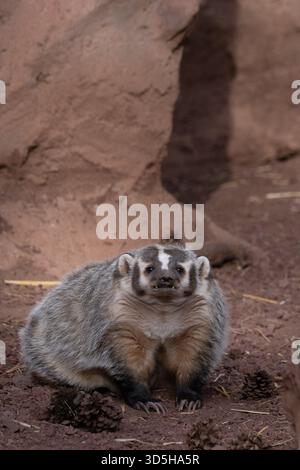 Badger (Taxidea taxus), Red Rock Lakes National Wildlife Refuge ...