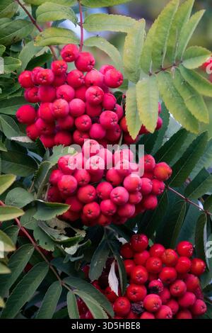 European mountain ash (Sorbus aucuparia Stock Photo - Alamy