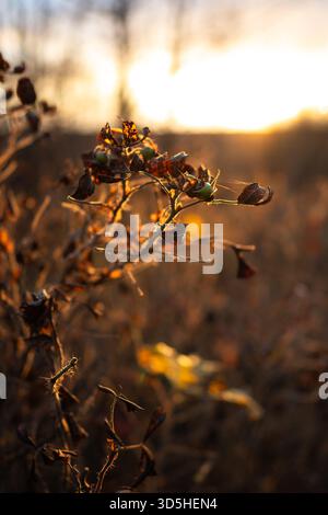 Meadow plant with cobwebs in the rays of the rising sun Stock Photo - Alamy