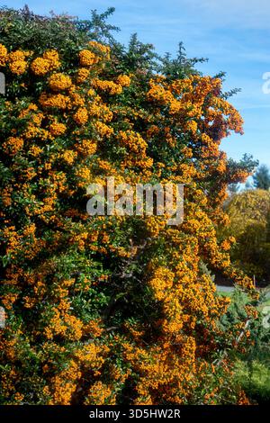 Pyracantha Teton / Firethorn orange Stock Photo - Alamy