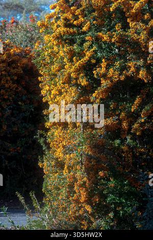 Pyracantha Teton / Firethorn orange Stock Photo - Alamy