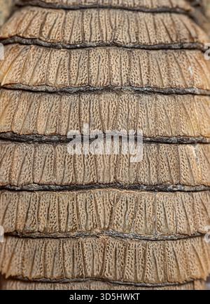 Armadillo Girdled Lizard (Ouroborus cataphractus Stock Photo - Alamy