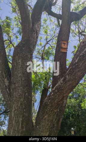 environment, enviroment, tree, park, pine, summer, summerly, spring ...