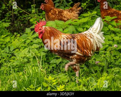 Rooster outdoor in the green farm Stock Photo - Alamy